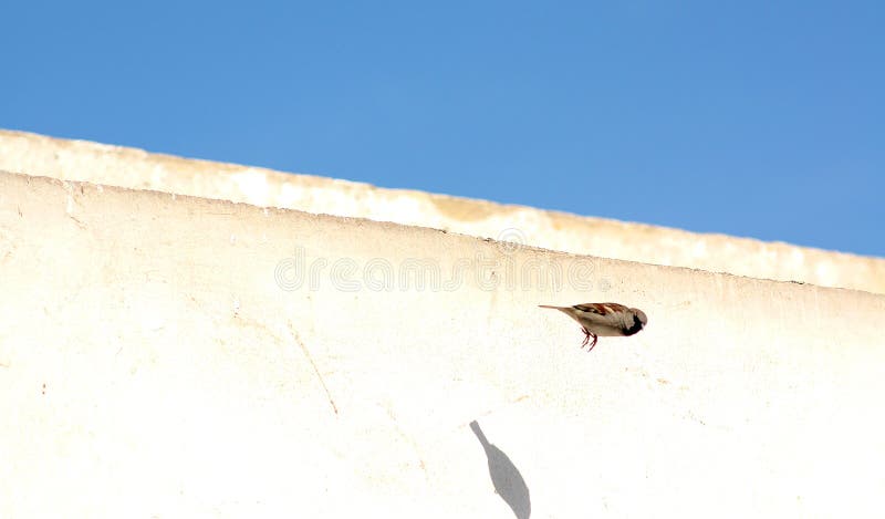 Sparrow stock image. Image of small, sparrows, white - 58192525