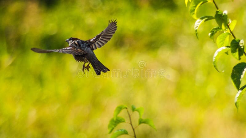 Sparrow Flying Away from Willow with Blue Sky, Freedom Concept Stock ...