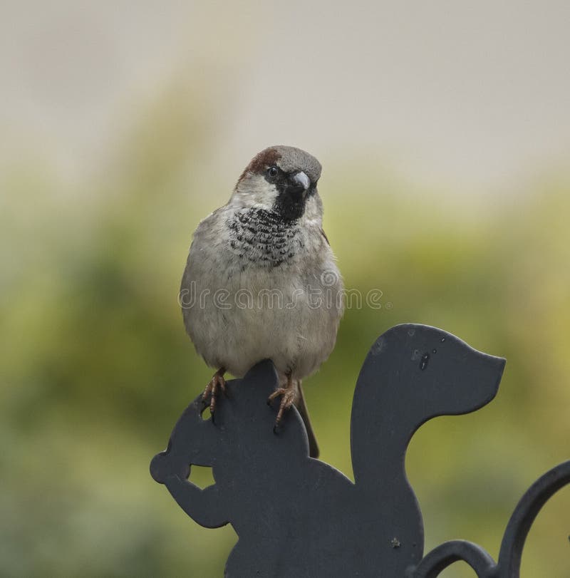 Sparrow in the Garden in Spring Stock Photo - Image of spring, bird ...