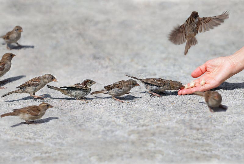 Sparrow stock photo. Image of line, assistance, help - 75787464