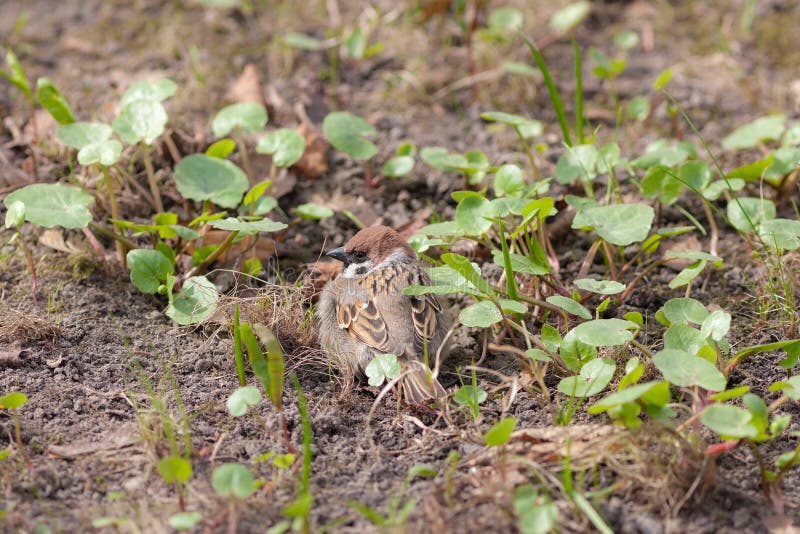 Sparrow in the spring stock photo. Image of bird, feather - 112195272