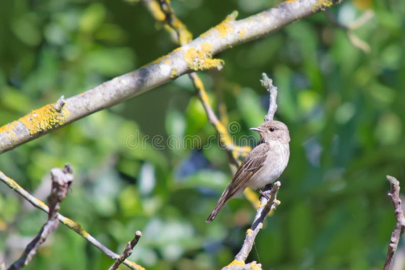 Sparrow stock photo. Image of nature, wildlife, wild - 45420066