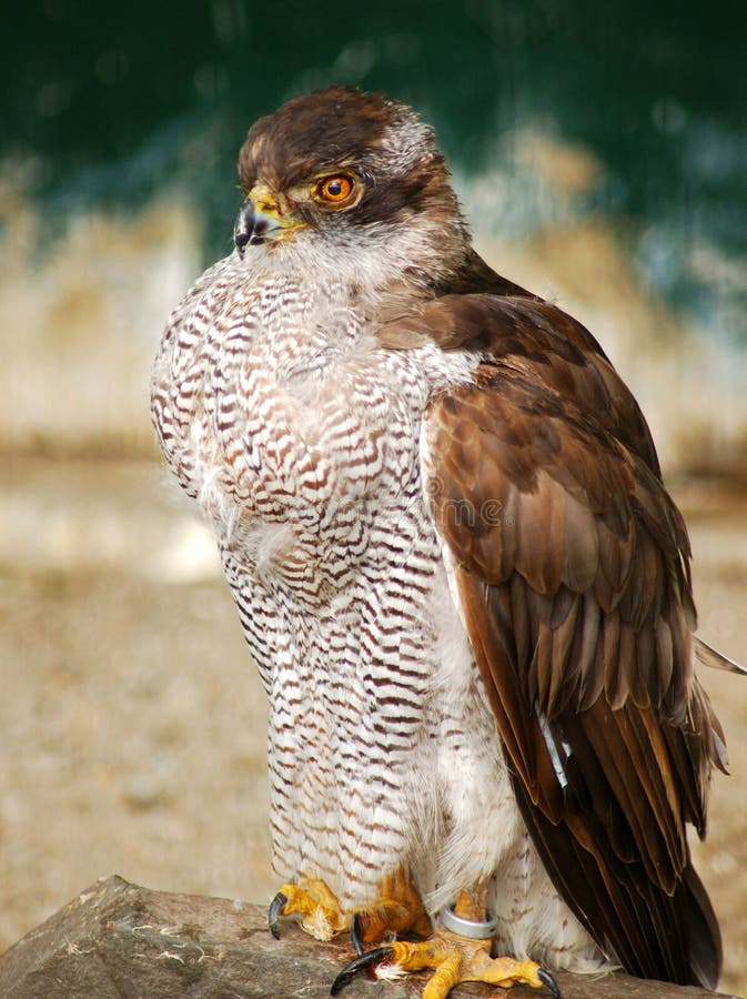 European buzzard stock image. Image of bird, hawk, falcon - 9333541