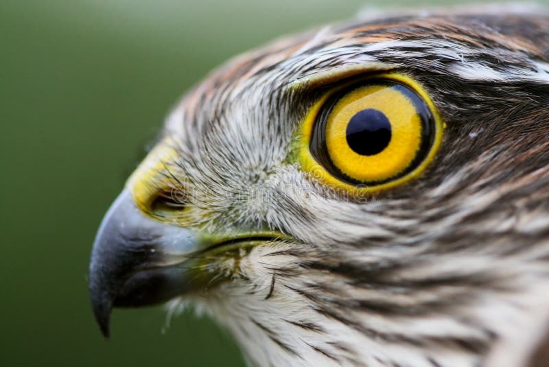 Sparrow-hawk stock image. Image of aggression, discovery - 28506103