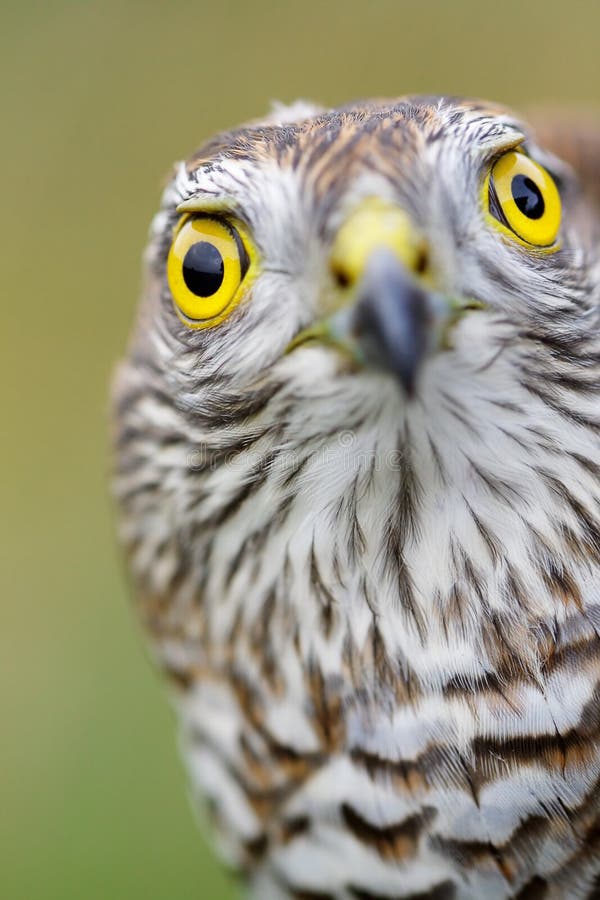 Sparrow-hawk stock image. Image of head, feather, beak - 29289227