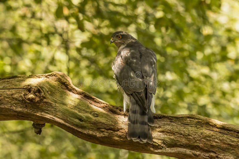 Sparrow Hawk, Accipiter Nisus. Bird of Prey Stock Image - Image of ...