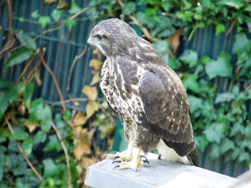 A Sparrowhawk Sits on the Beam of the Roof Stock Photo - Image of ...