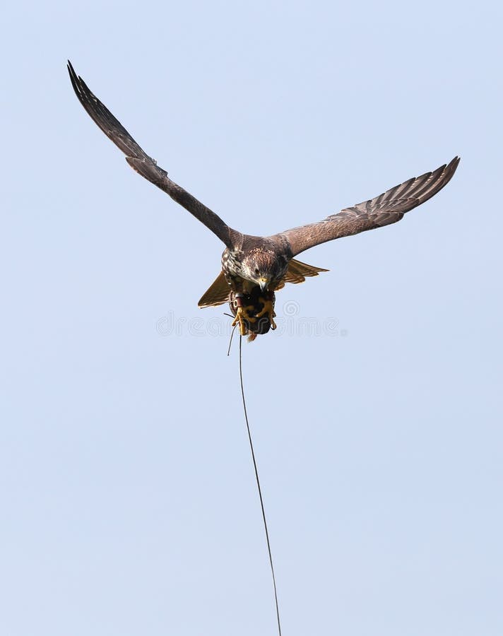 Sparrow Hawk Catching a Lure Stock Image - Image of england, nature ...
