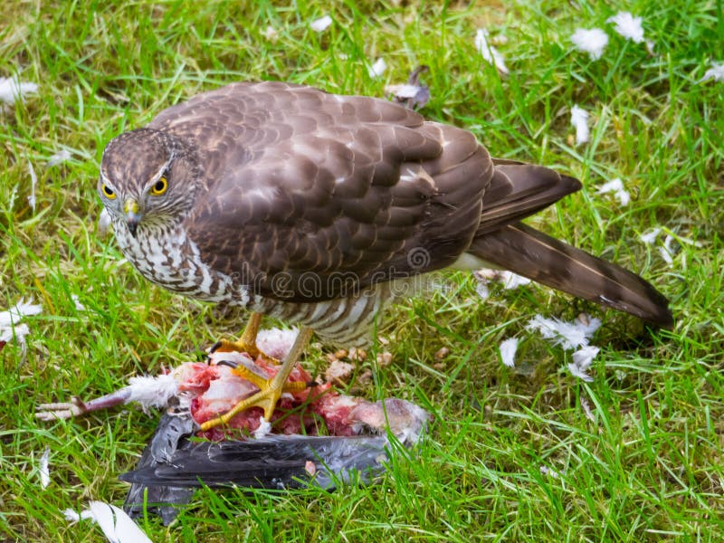 Sparrow Hawk Feeding stock photo. Image of wildlife, eyes - 82865456