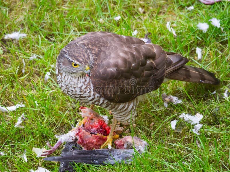 Sparrow Hawk feeding stock photo. Image of hunter, grass - 82815786