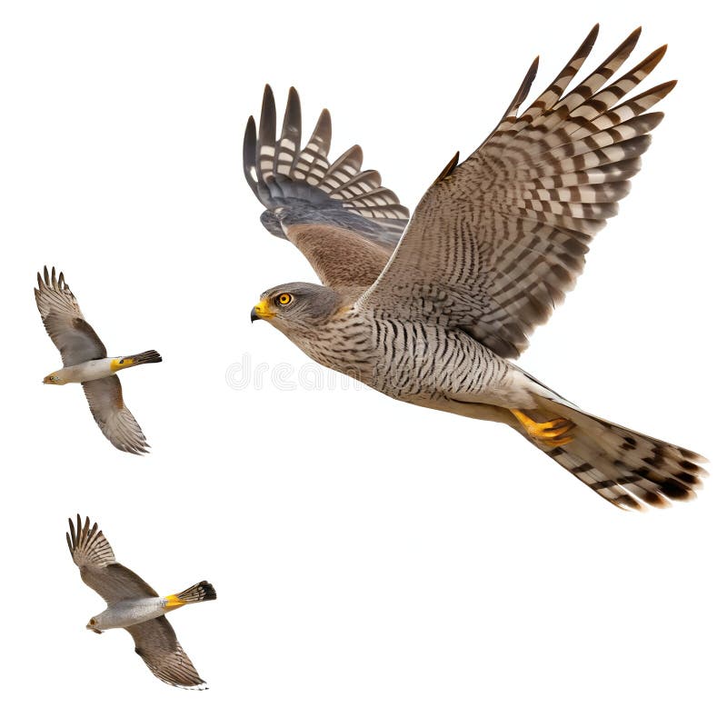 Sparrow Hawk Flight Sequence Isolated on White Background Stock ...
