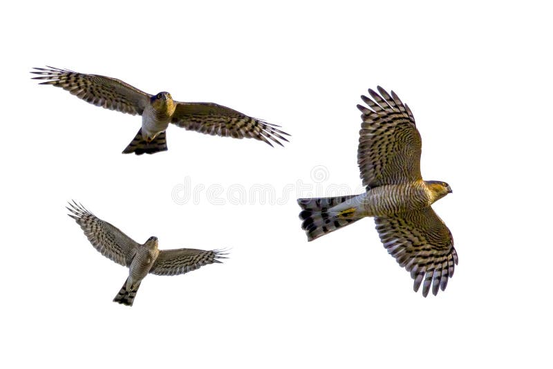 A Sparrow Hawk Lurking in the Bush. Stock Photo - Image of lurk, hawk ...