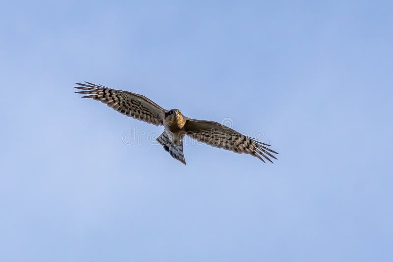 A Sparrow Hawk Flying in the Sky. Stock Image - Image of sparrowhawk ...