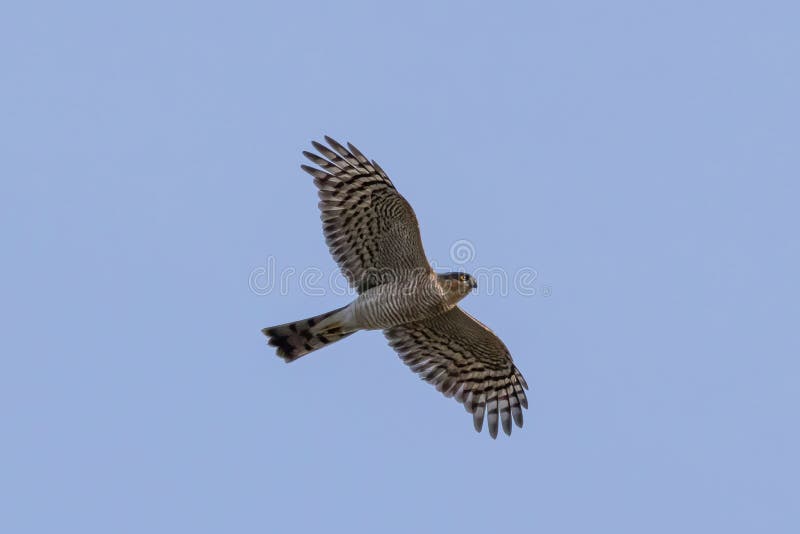 A Sparrow Hawk Lurking in the Bush. Stock Photo - Image of lurk, hawk ...