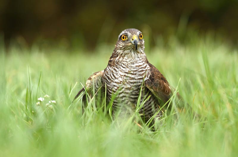 Sparrow hawk in grass stock photo. Image of predator - 61110496