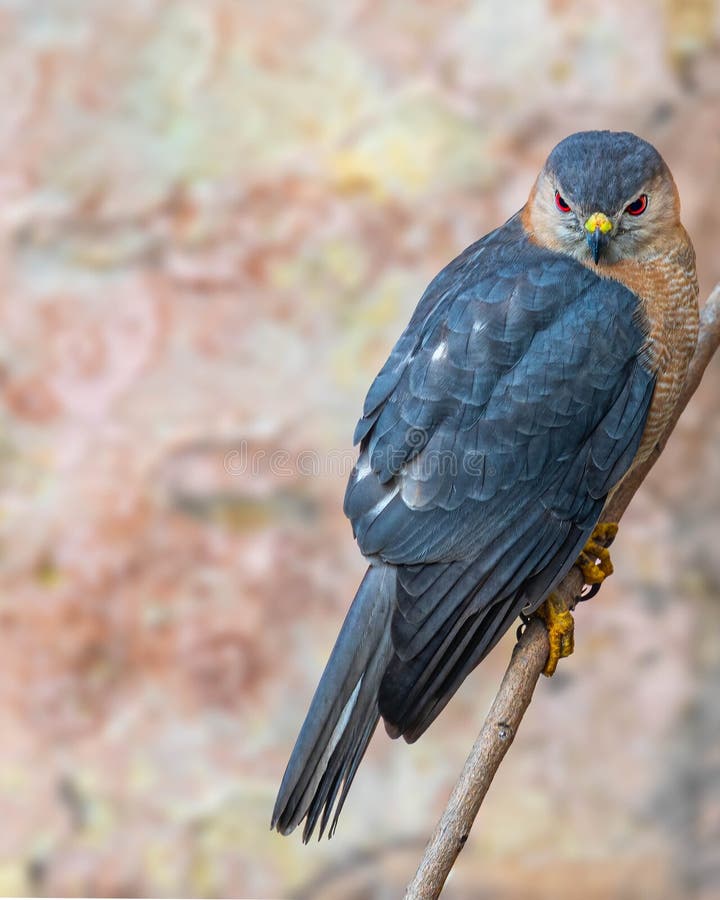 A Sparrow hawk stock image. Image of wildlife, feather - 289938979