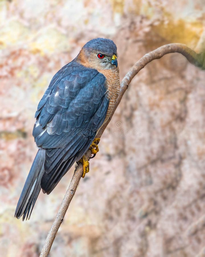 A Sparrow hawk stock image. Image of eurasian, hawk - 289938983
