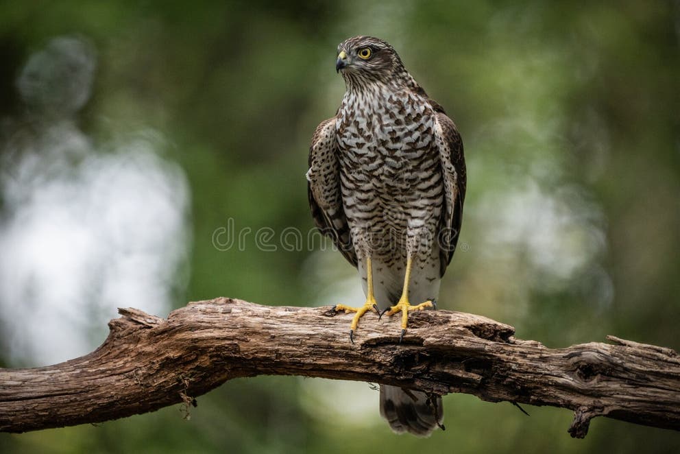 Sparrow-hawk Resting on a Tree Stock Photo - Image of beautiful, hawk ...