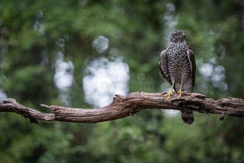 Sparrow-hawk Resting on a Tree Stock Photo - Image of animal, leaf ...