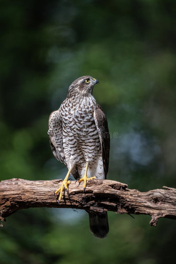 Sparrow-hawk Resting on a Tree Stock Image - Image of asia, hunting ...
