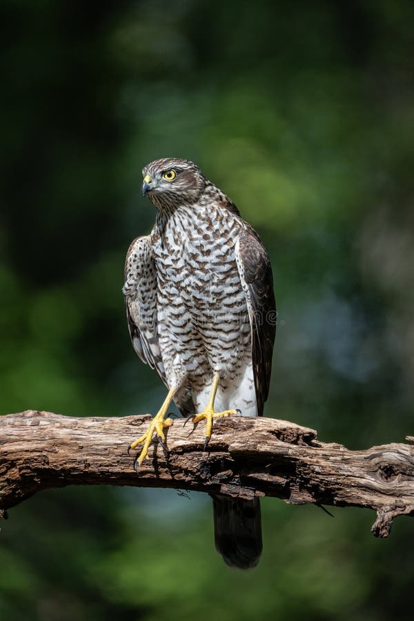 Sparrow-hawk Resting on a Tree Stock Photo - Image of animal, beautiful ...