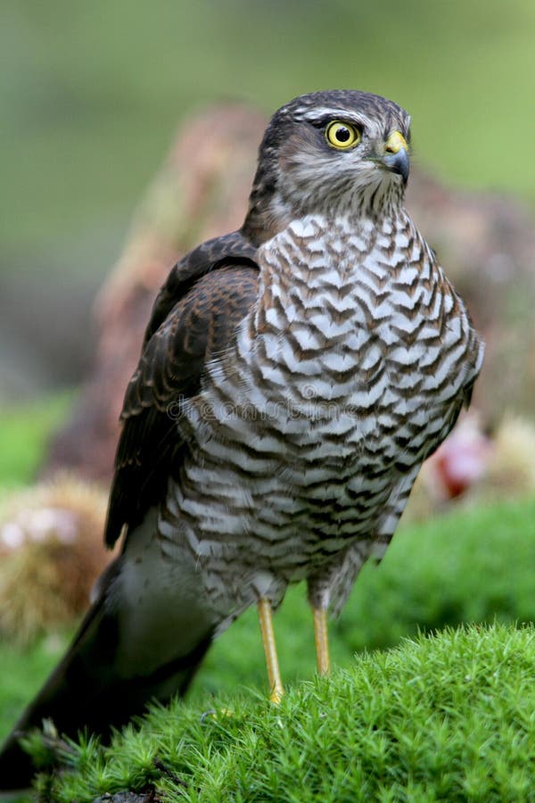 Sparrow hawk stock image. Image of deurope, epervier - 135246005