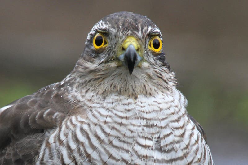 Sparrow hawk stock image. Image of nisus, sperwer, epervier - 135246003
