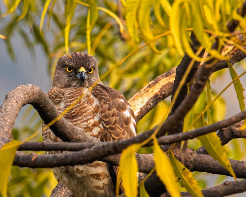 Sparrow Hawk Targeting a Prey Stock Photo - Image of sinister, stare ...