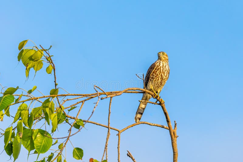 A Sparrow Hawk on a tree stock photo. Image of sharpened - 258729388