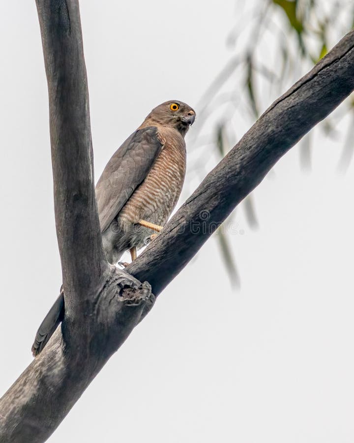 A Sparrow Hawk on a tree stock photo. Image of prey - 252601336