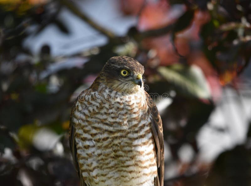 Sparrow-hawk stock photo. Image of eyesight, face, focus - 129999740