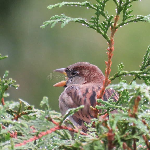 Sparrow stock photo. Image of hedge, birds, sparrow - 281831390