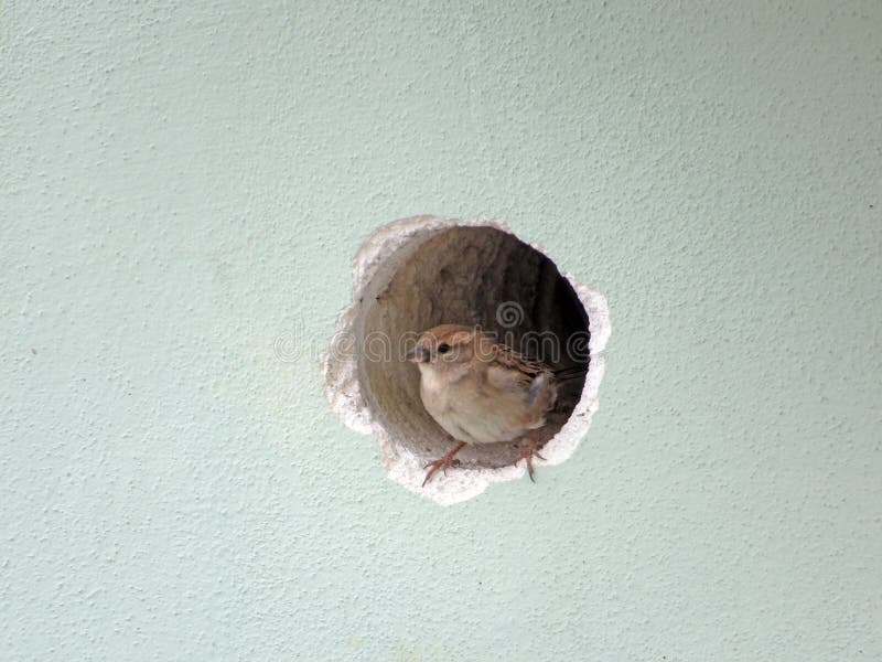 Sparrow stock photo. Image of hole, birds, lonely, animals - 73675276