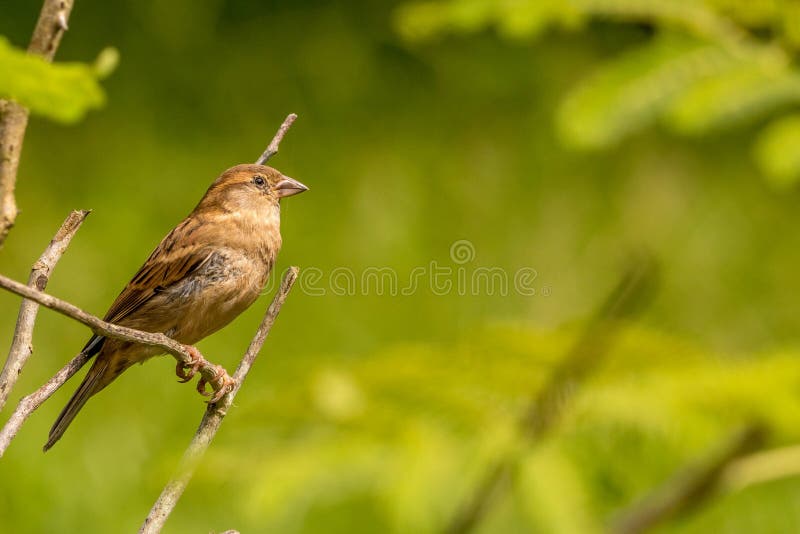 Sparrow at Kabini Backwaters with Its Bestview Stock Image - Image of ...