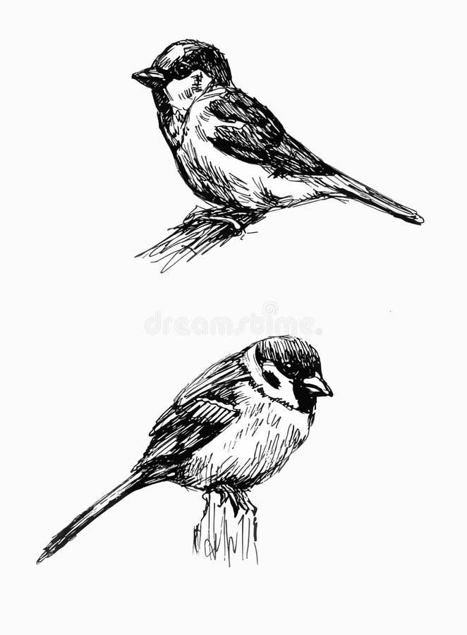Sparrow. Line drawings set stock vector. Illustration of wild - 173744140