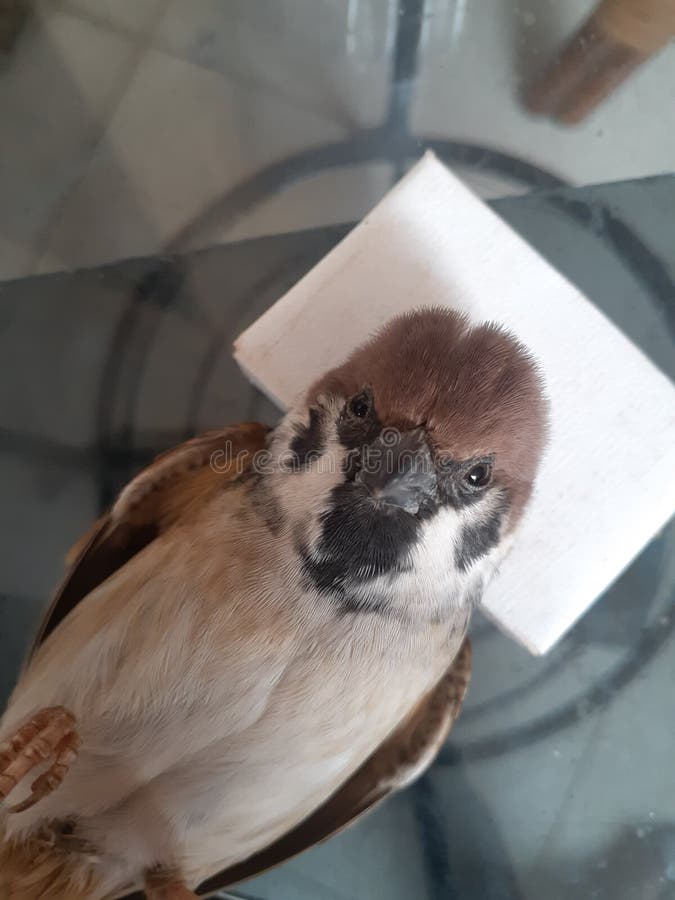 The Sparrow Looking at the Camera Lens Stock Image - Image of looking ...