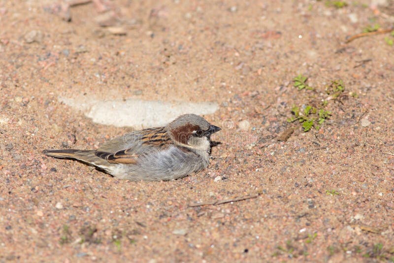 Sparrow lying in the sand stock image. Image of bird - 86973153
