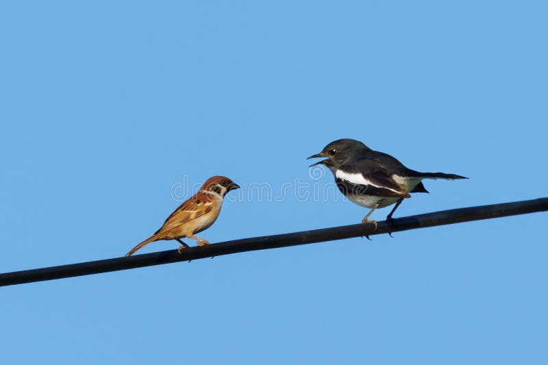 Eurasian Tree Sparrow and Oriental Magpie Robin. Two Birds Talking on ...