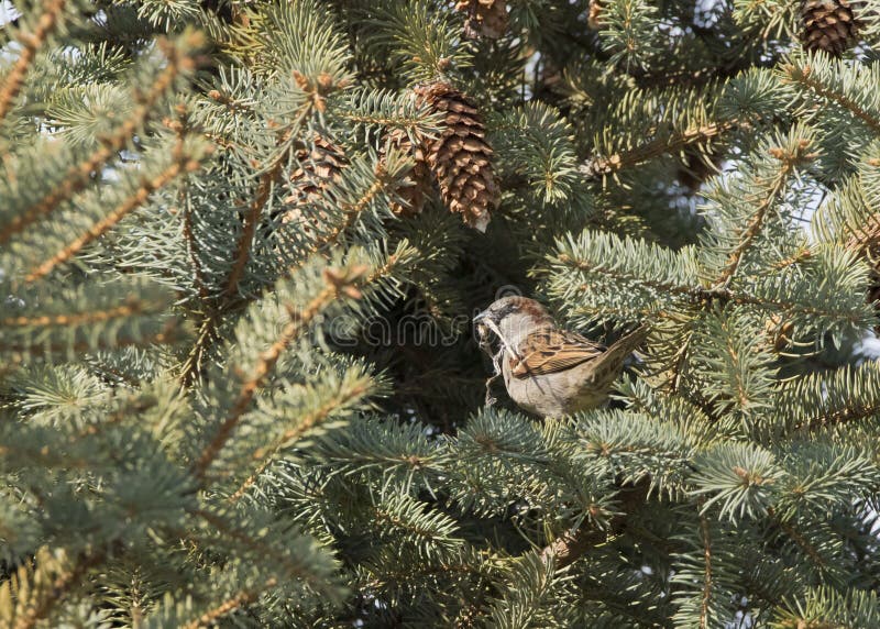 Sparrow Making a Nest in Evergreen Tree Stock Photo - Image of outdoor ...