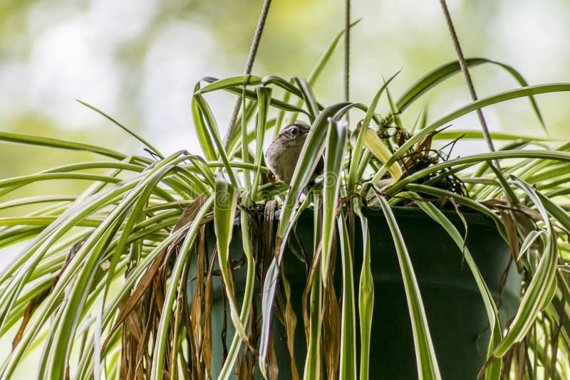 Sparrow Making a Nest in a Plant.1 Stock Photo - Image of feather ...