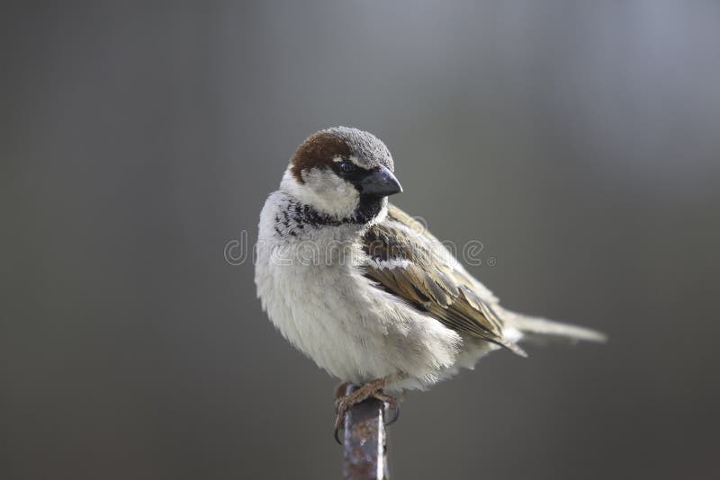 Sparrow stock image. Image of house, animal, standing - 70954791