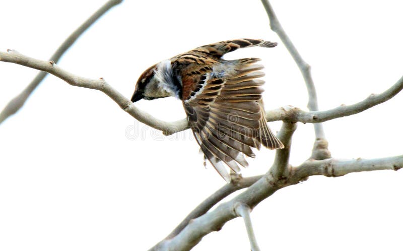 Sparrow stock image. Image of area, birds, sparrow, domesticsparrow ...