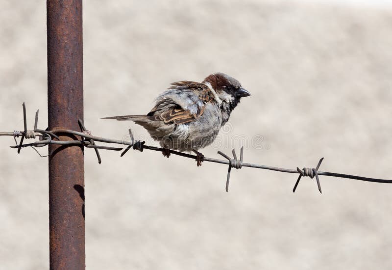 Sparrow in nature stock photo. Image of cute, pretty - 111927828