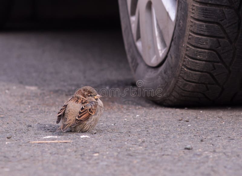 Sparrow near Wheel stock photo. Image of wild, life, bird - 49959858