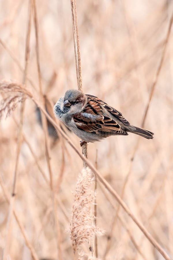 Sparrow stock photo. Image of beautifully, animal, sitting - 49247618