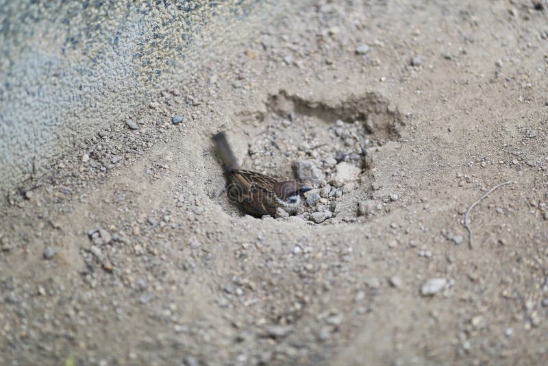 Sparrow Often Bathes in Dust Taking a Sand Bath Stock Image - Image of ...