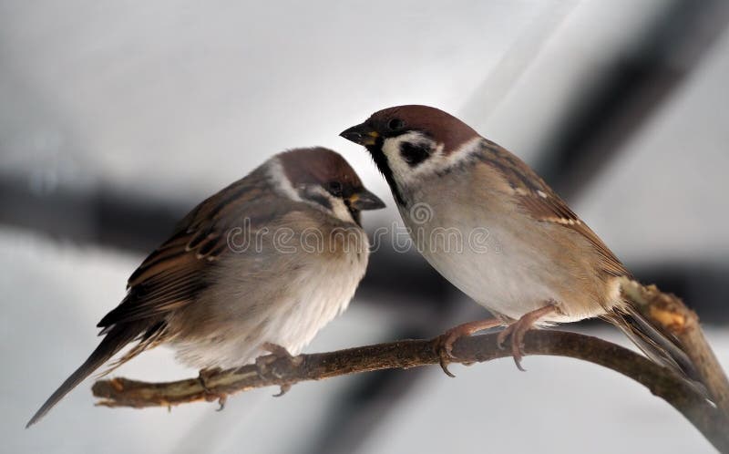 Sparrow Pair of Two Small at Branch Stock Image - Image of animal ...