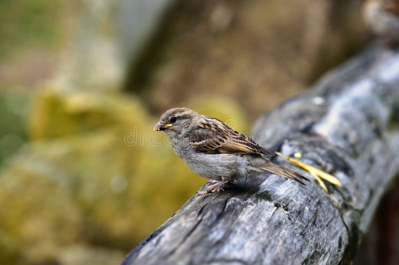 Sparrow, Passer domesticus stock photo. Image of animals - 75869258