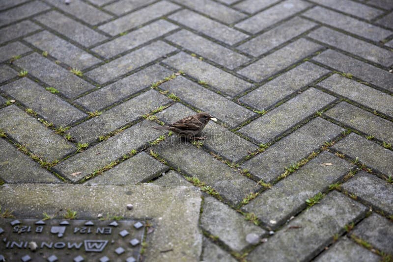 Sparrow on paving stock photo. Image of birds, couple - 154917068