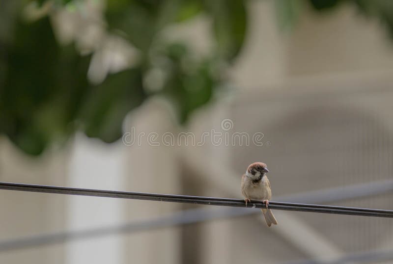 The Sparrow stock image. Image of tropical, nature, brown - 113198419